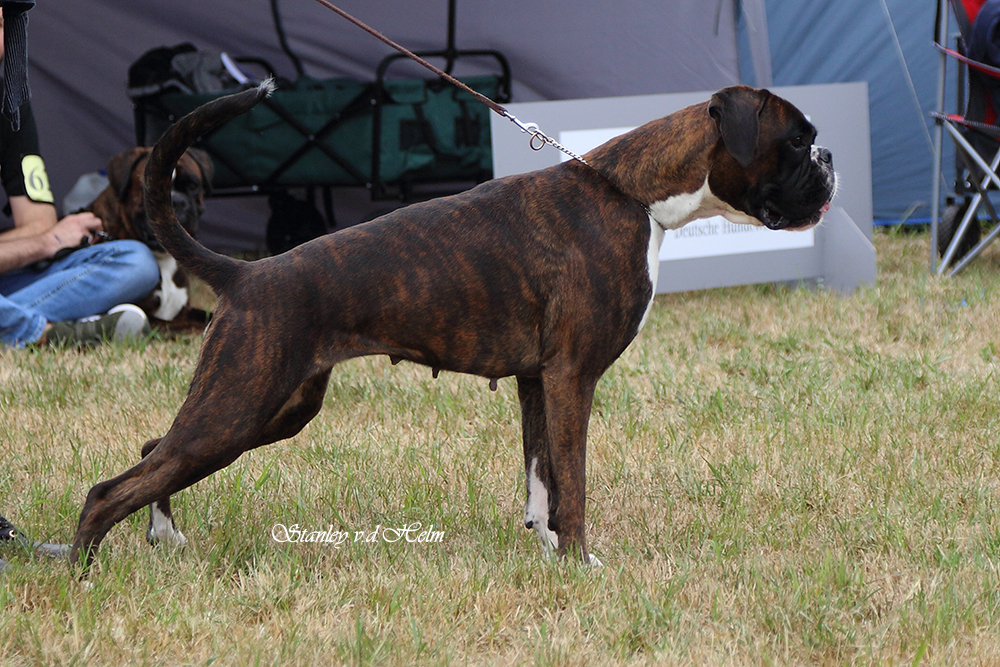 Hanuta Deutscher Champion VDH